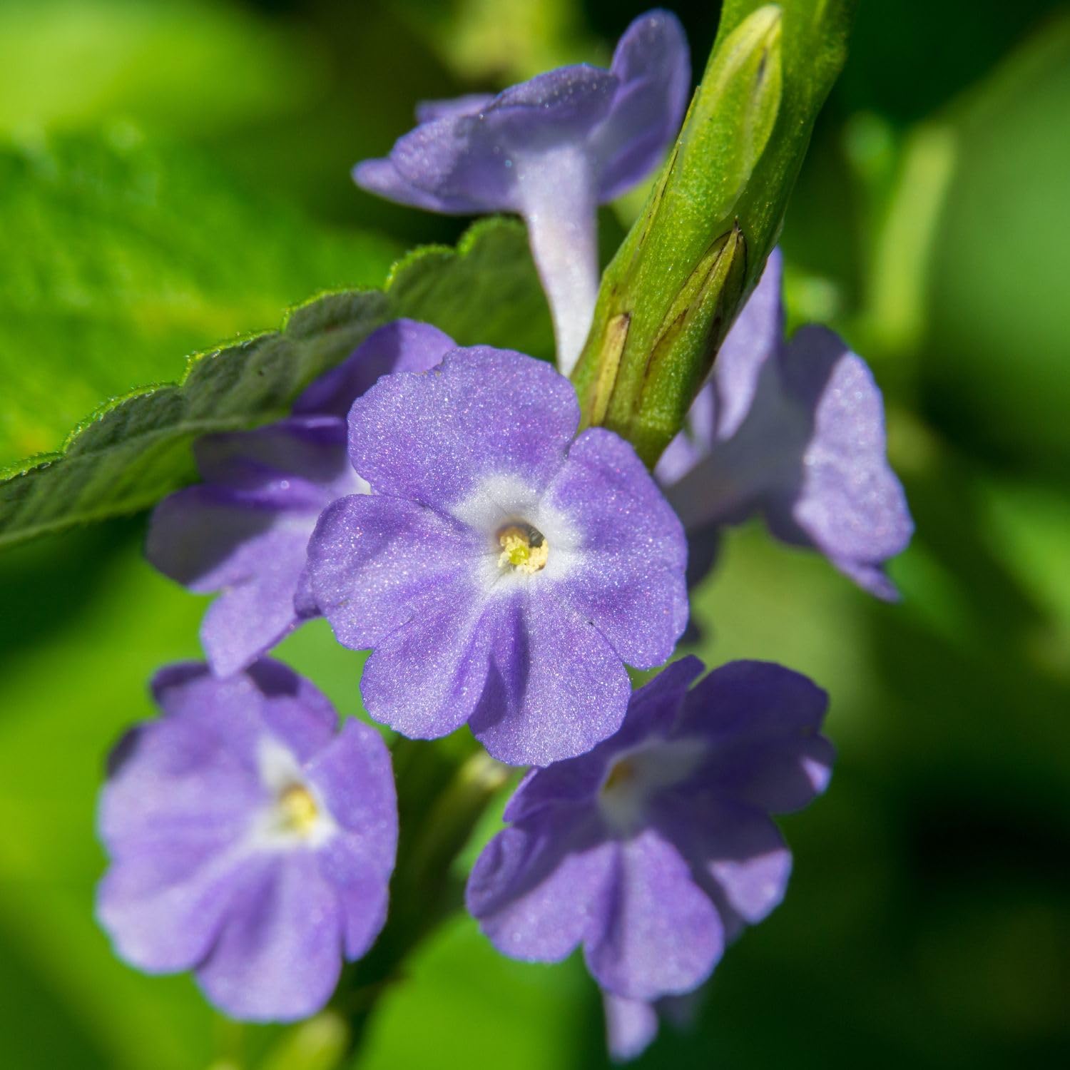 Amazon.com : 150 Seeds - Blue Porterweed Snake Weed Seeds - Light-Blue ...