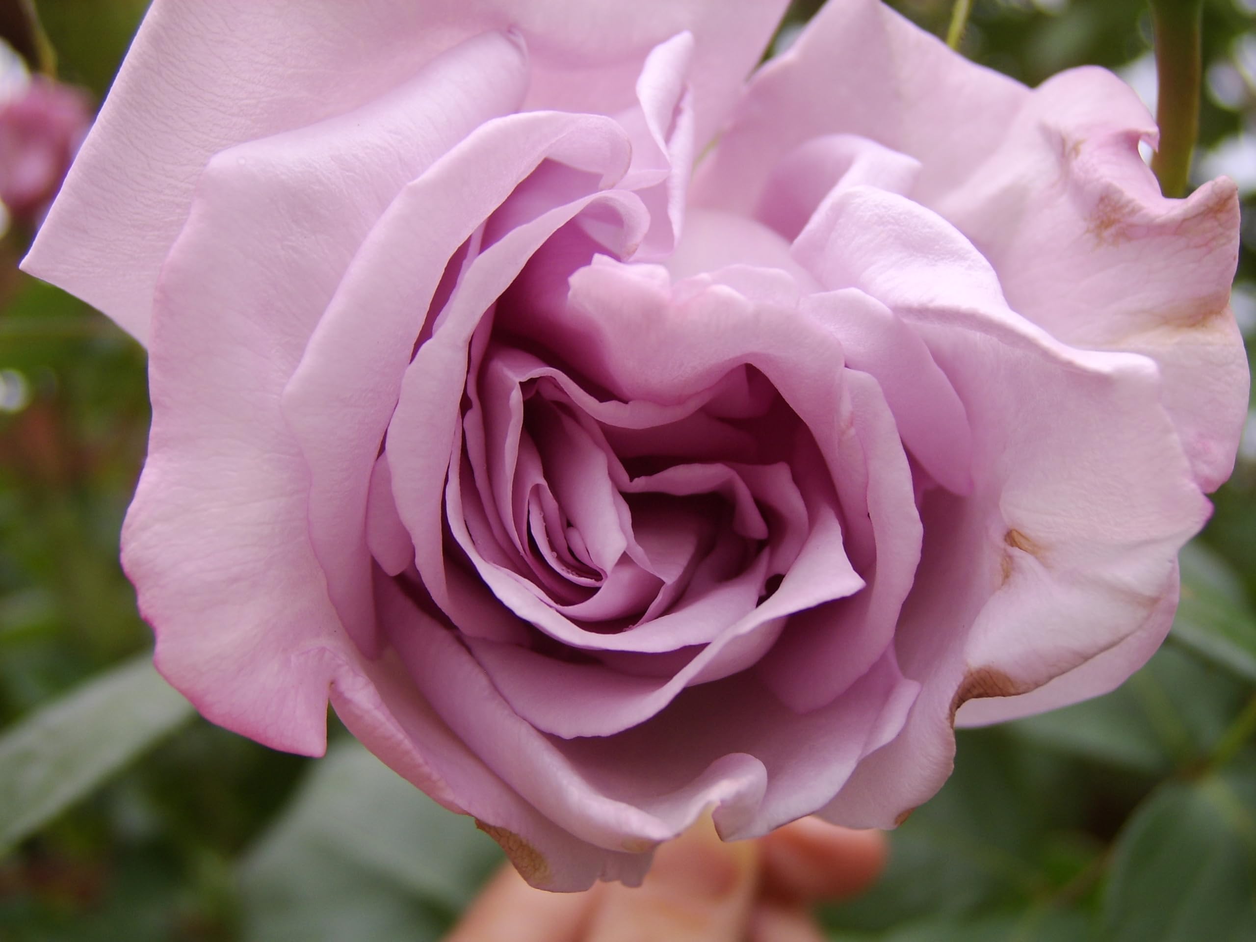 Blue Moon Hybrid Tea Rose Blue Moon Rose | Hybrid Tea | 4L Potted Rose ...