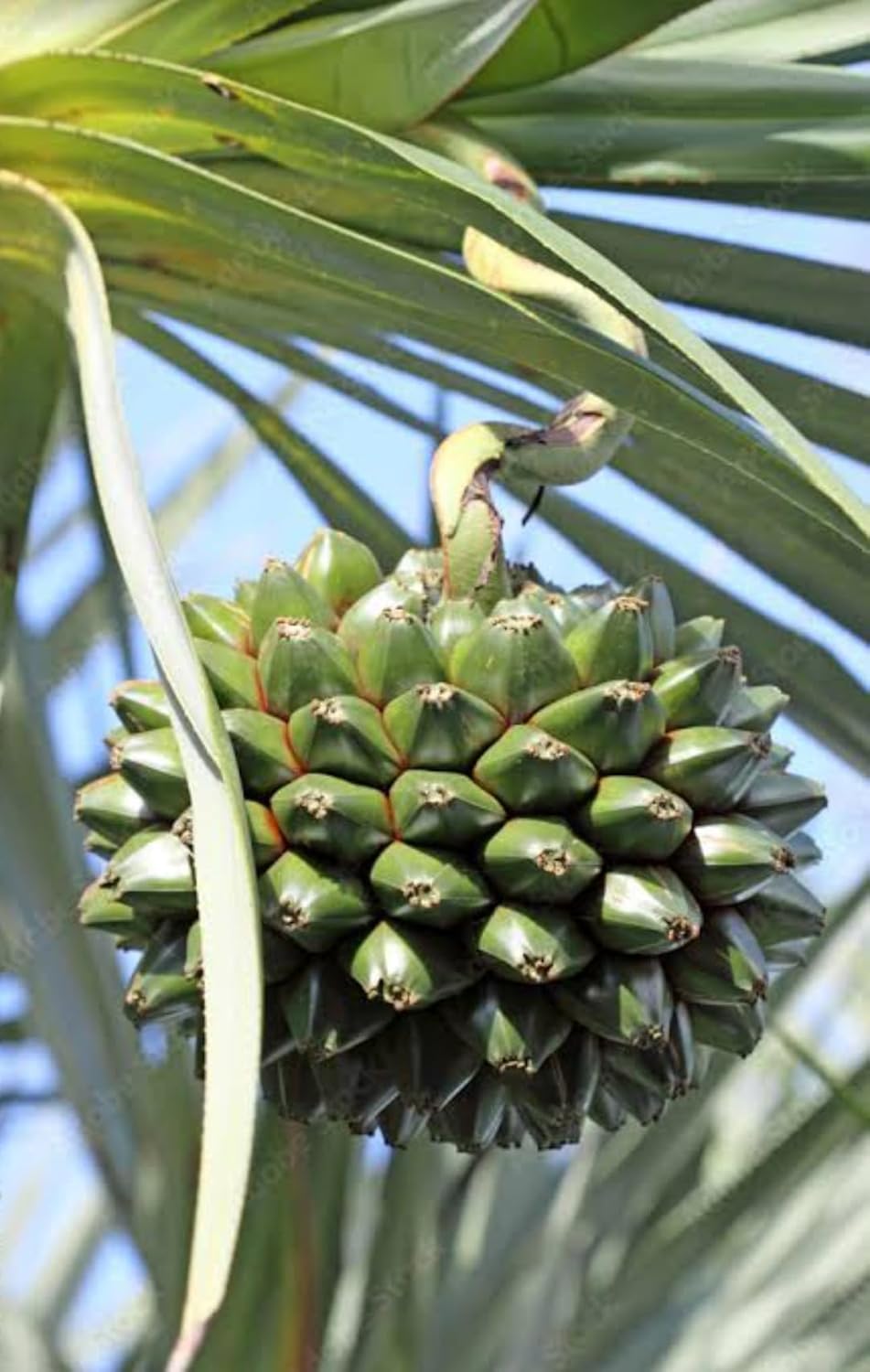 MVKR Live Kewda Kevda (Pandanus Odorifer) Fragrant Screw Pine Umbrella ...