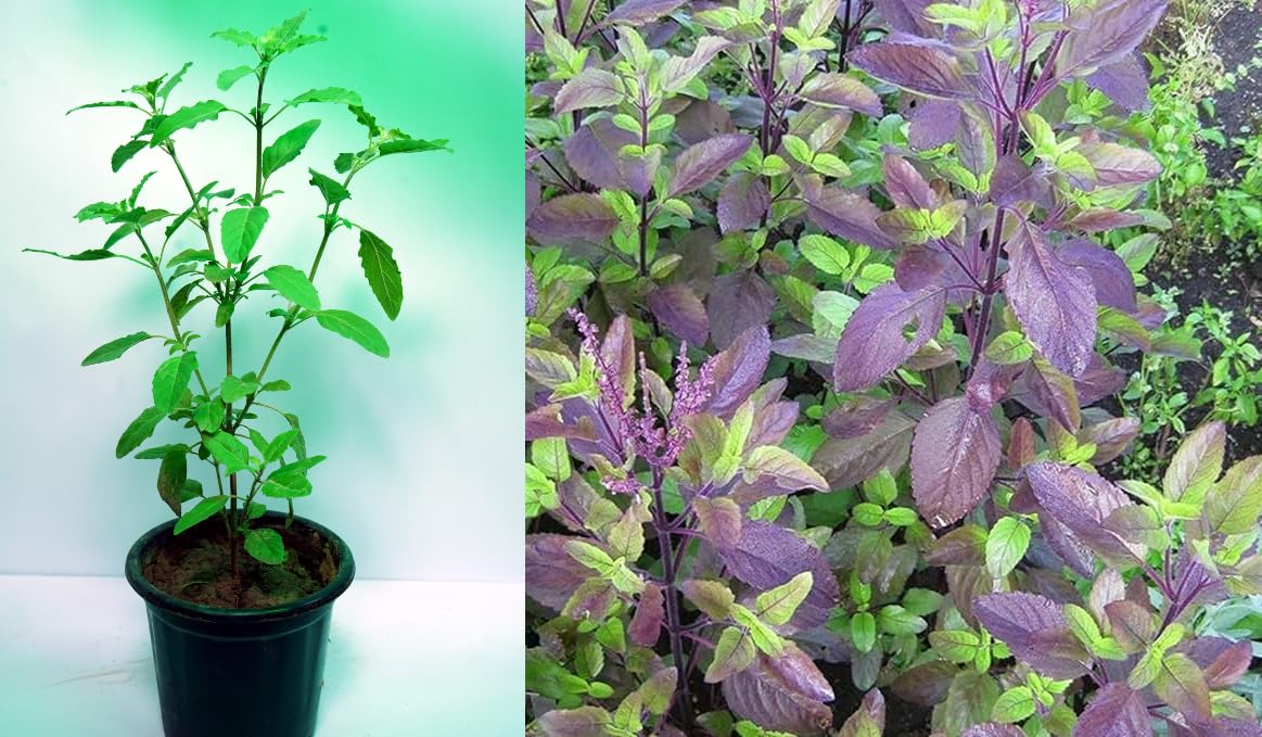 Big Planter Premium Rama-Shyama Combo Pack with Pots - Sacred Tulsi Duo ...