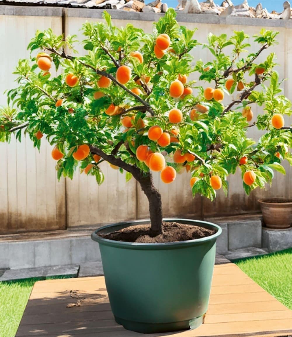 Aprikosenbaum Im Kubel