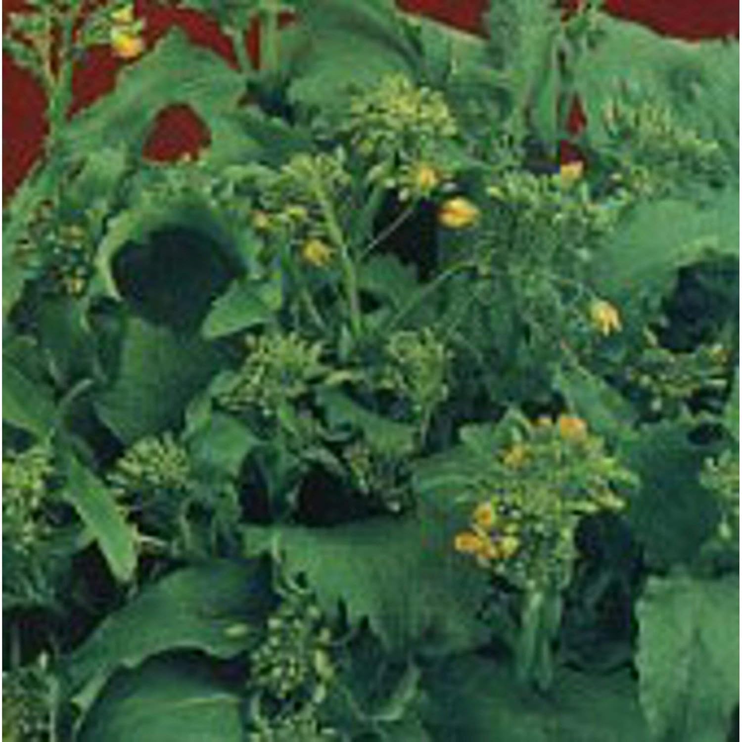 Amazon.com : Spring Rapini Broccoli Raab Seeds (25+ Seeds) : Patio ...