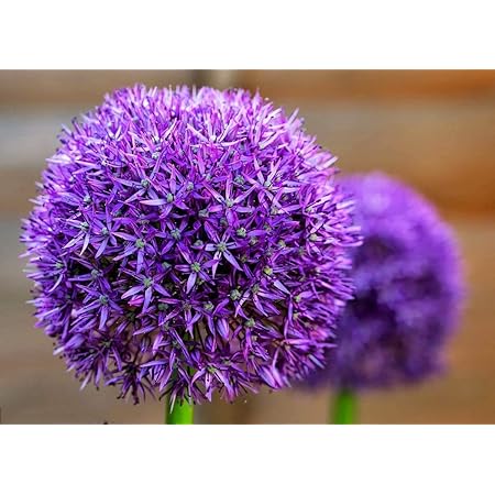 Amazon.com : 10 Dark Purple Allium Bulbs - Force Indoors Now - Blooming ...