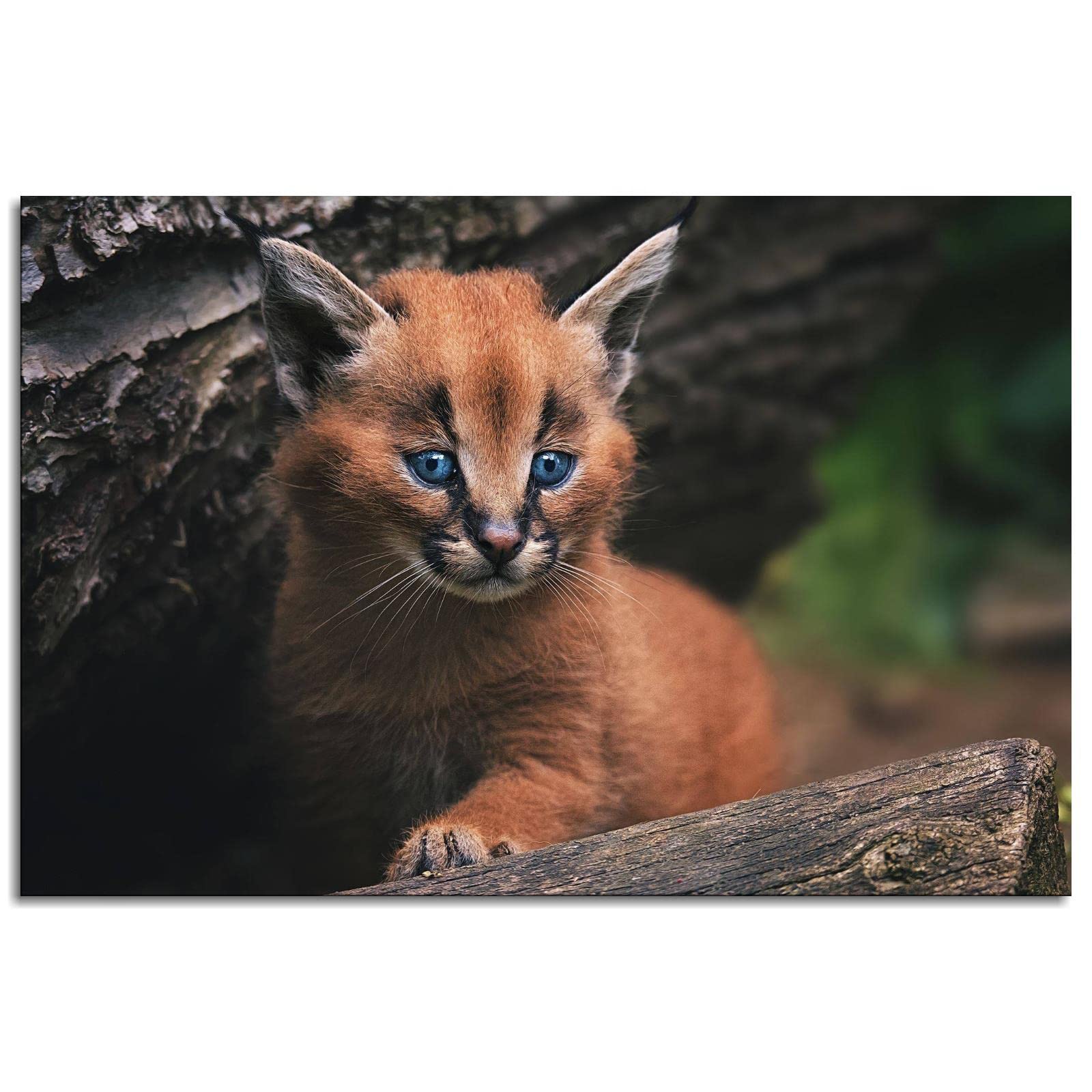 Cute Baby Caracal