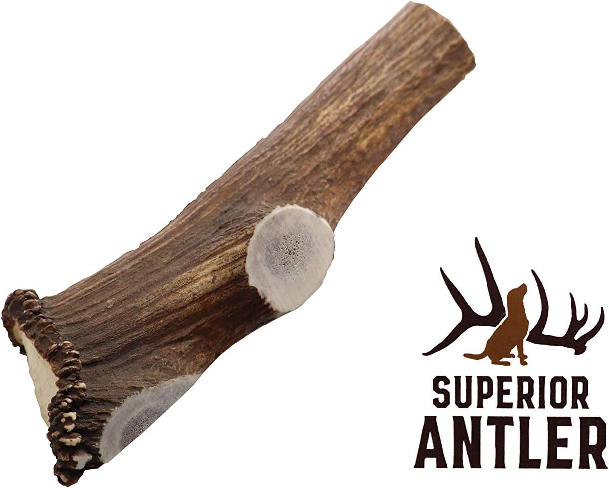 Amazon.com : Jumbo Elk Antler Split for Dogs –XXL G Natural Premium ...