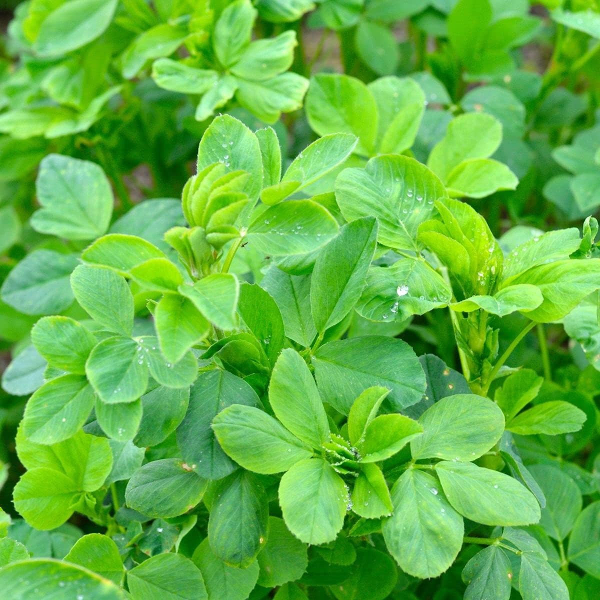 Green Manure - Alfalfa Seeds - 10 Grams : Buy Online at Best Price in ...
