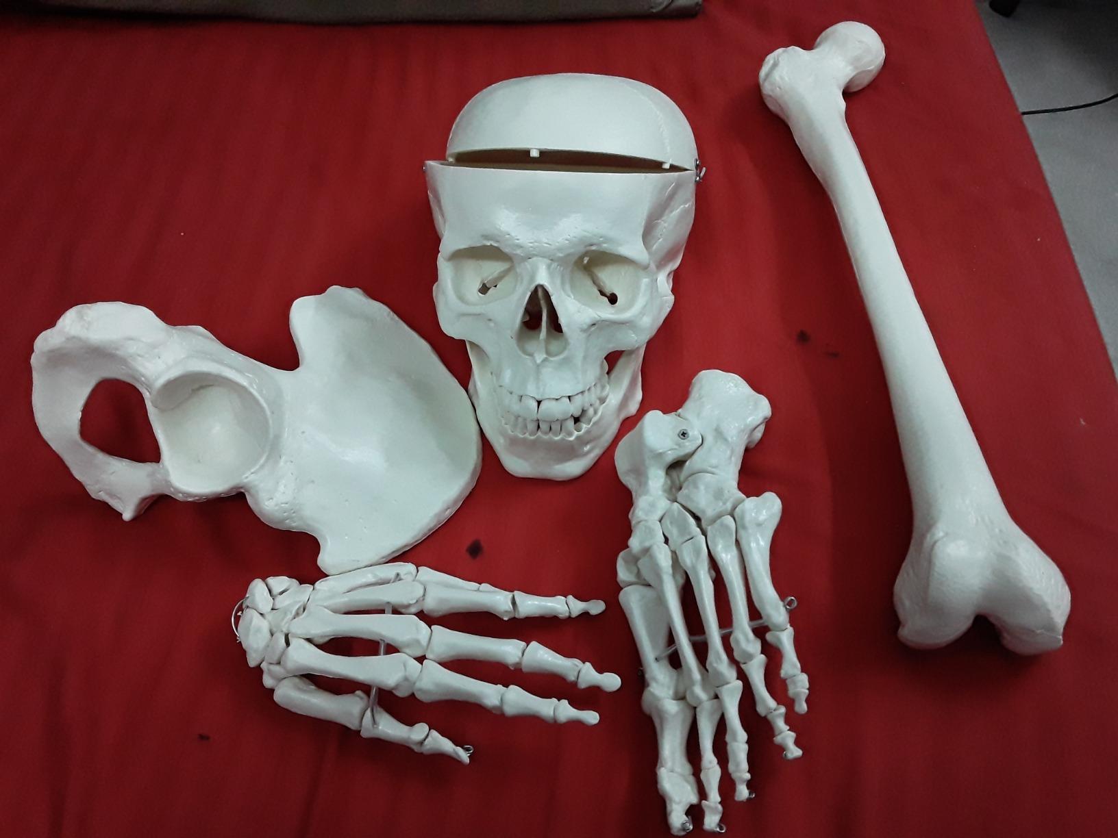 mLabs Full Disarticulated Skeleton, Human Anatomical, Life-Size, 200 ...