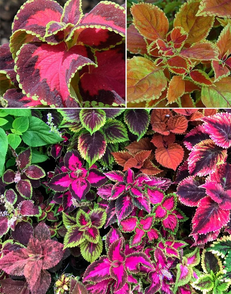 Amazon.com : 100+ Rainbow Mixed Coleus Seeds Flowers Easy to Grow ...