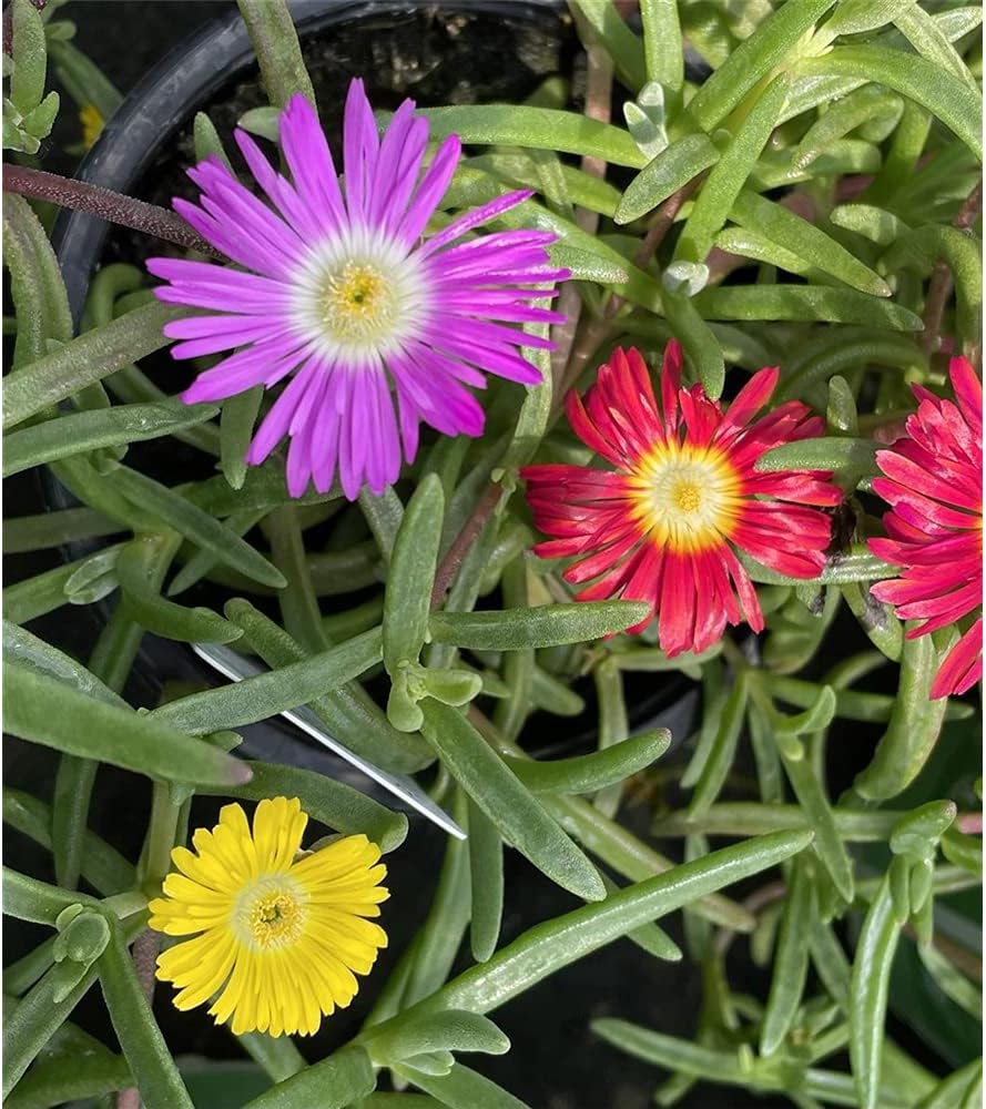 BALDUR Garten Winterharte Eisblumen Summer Mix, 3 Pflanzen Delosperma ...