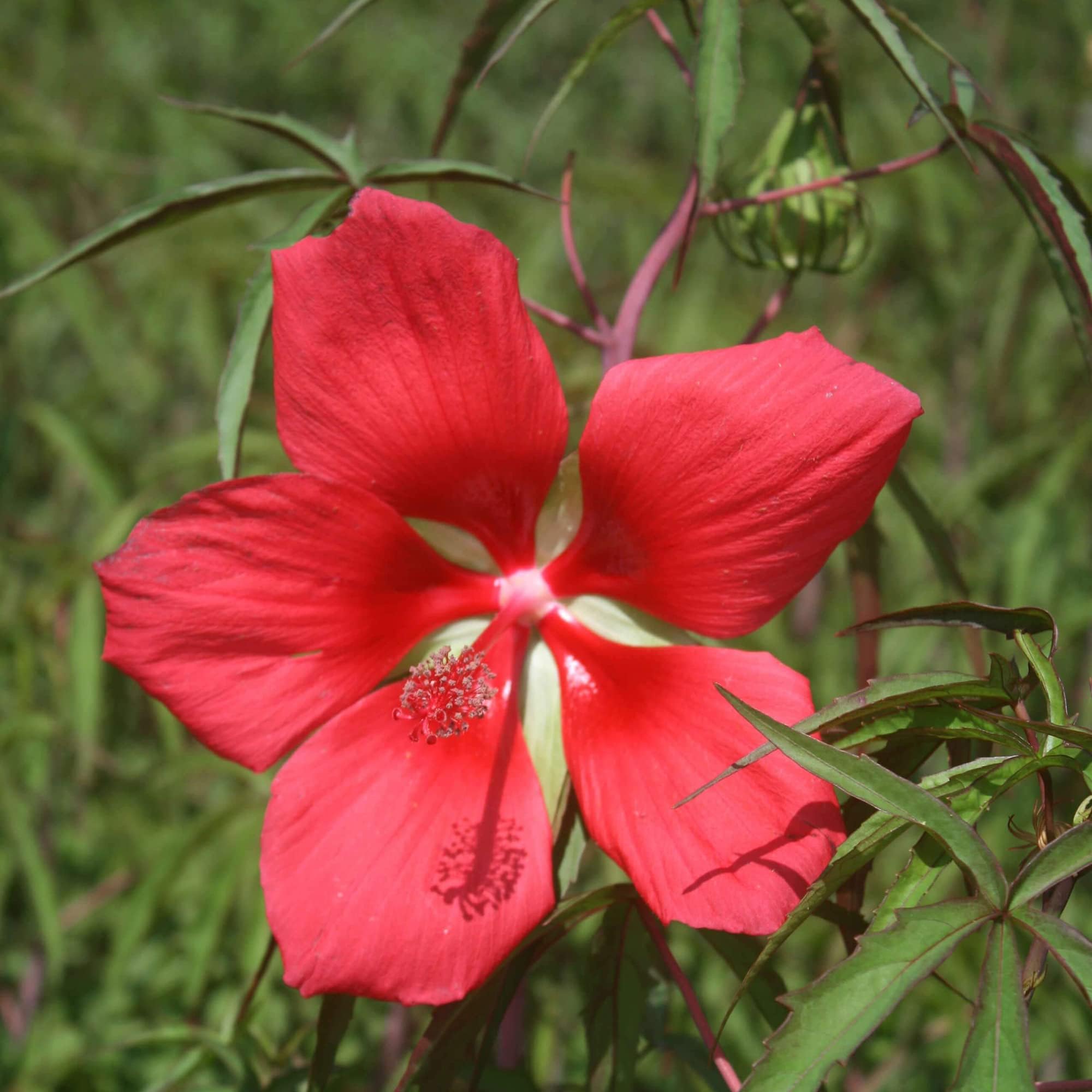 Amazon.com : Hibiscus coccineus Alba | White & Texas Star | Rose Mallow ...