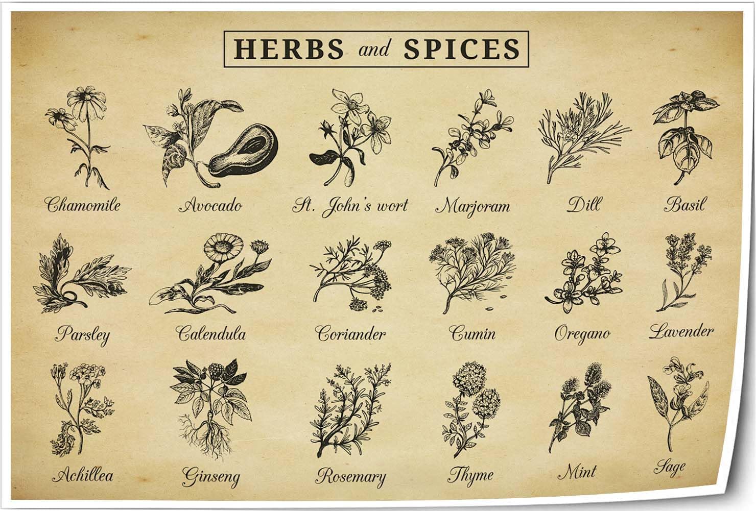 Amazon.com: Jinwaftv Herbs and Spices Knowledge Poster Kitchen ...