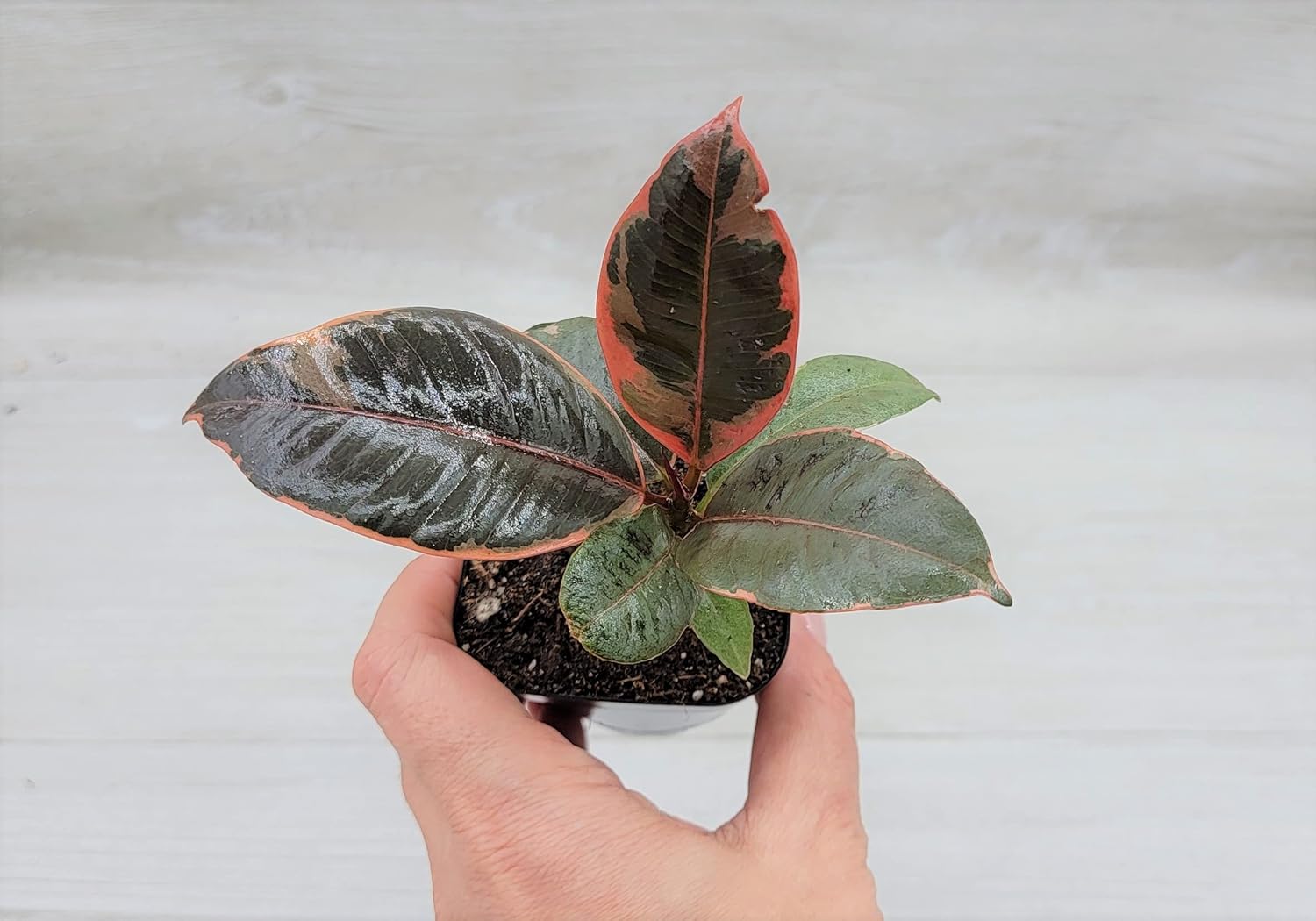 Rare Ficus Elastica Tineke Ruby, Ficus Pink Belice, planta de goma ...