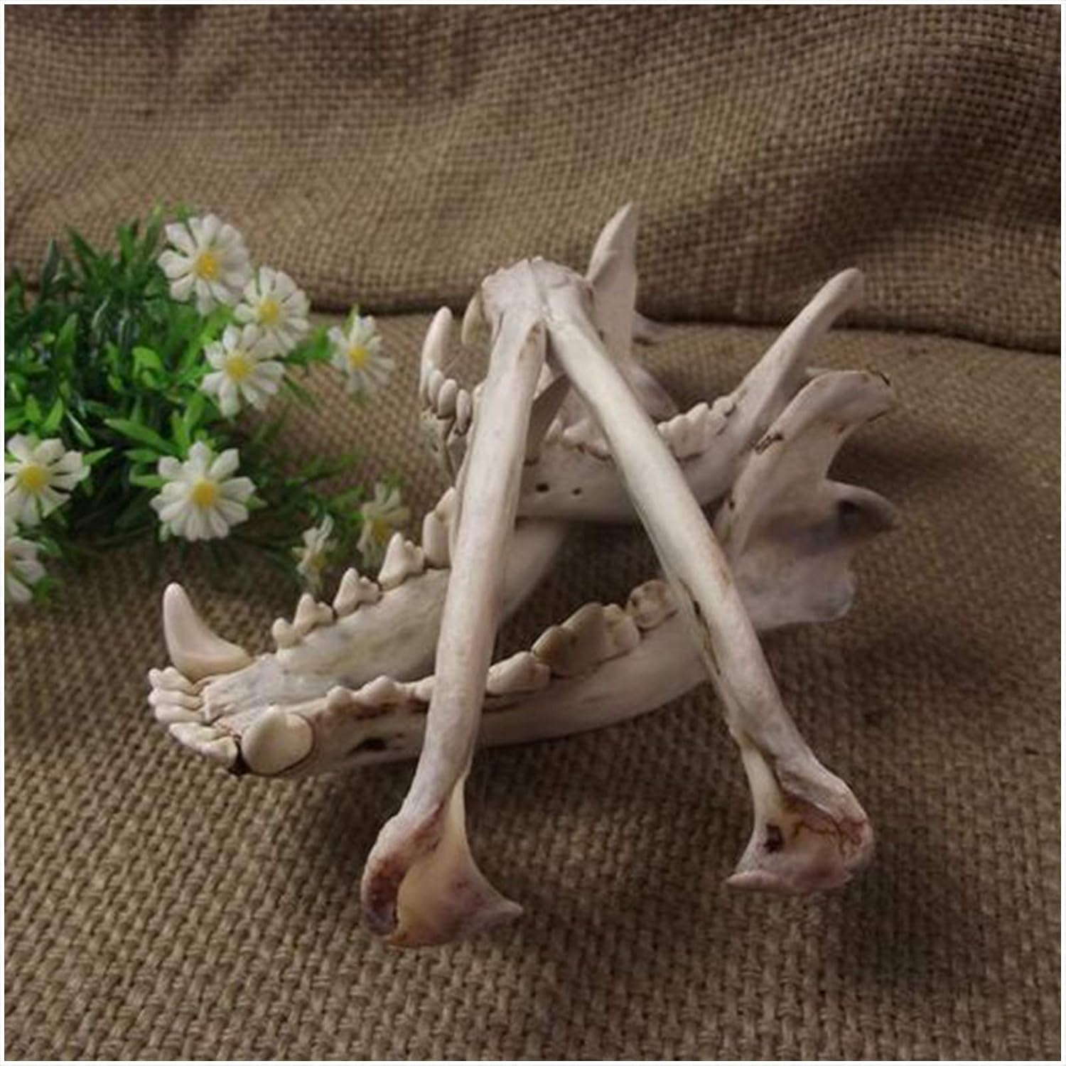 Amazon.com: KH66ZKY Dog Skull Specimen - Dog Teeth Model - Animal Lower ...