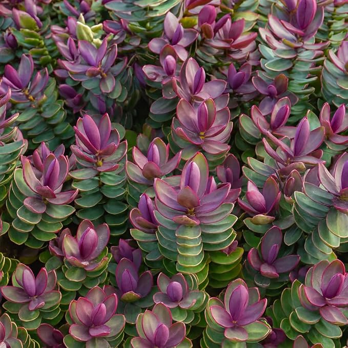 GardenersDream Hebe Red Edge Plant in Pot - Outdoor Garden Ready Hardy ...