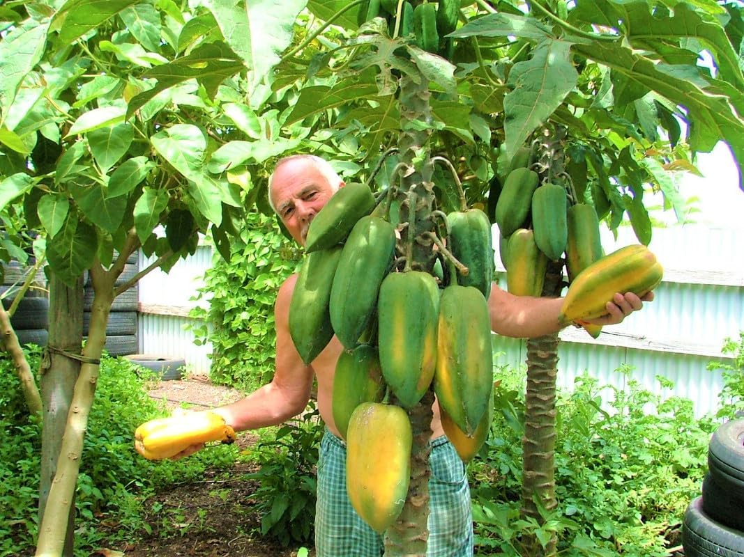 Amazon.com : Papaya Tree Live Plant, 4 to 8 inc Tall, Papaya Fruits for ...