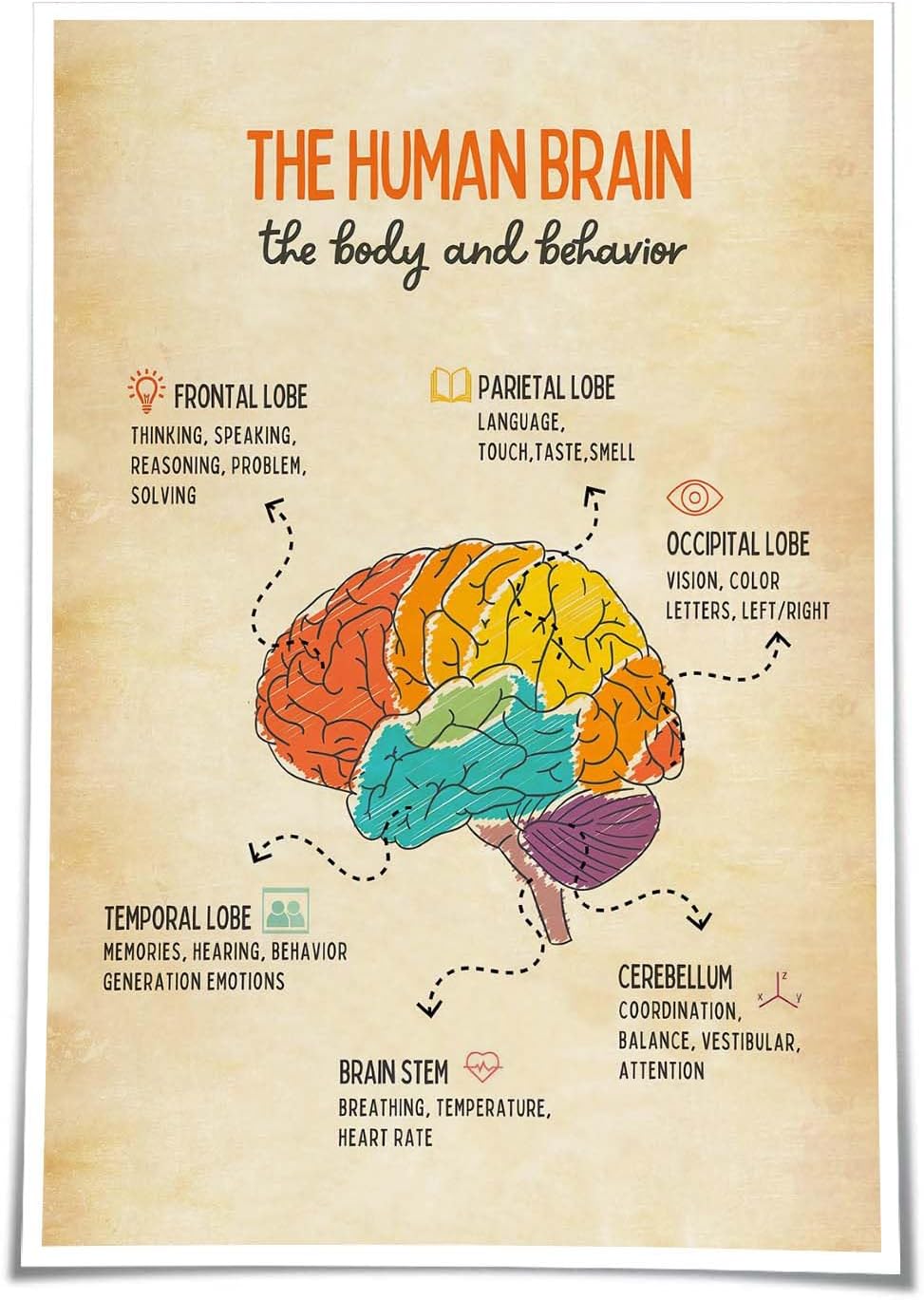 Amazon.com: Greejoeq The Human Brain Poster Mental Health Posters Brain ...