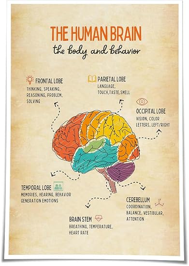 Amazon.com: Greejoeq The Human Brain Poster Mental Health Posters Brain ...