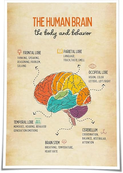 Amazon.com: Greejoeq The Human Brain Poster Mental Health Posters Brain ...