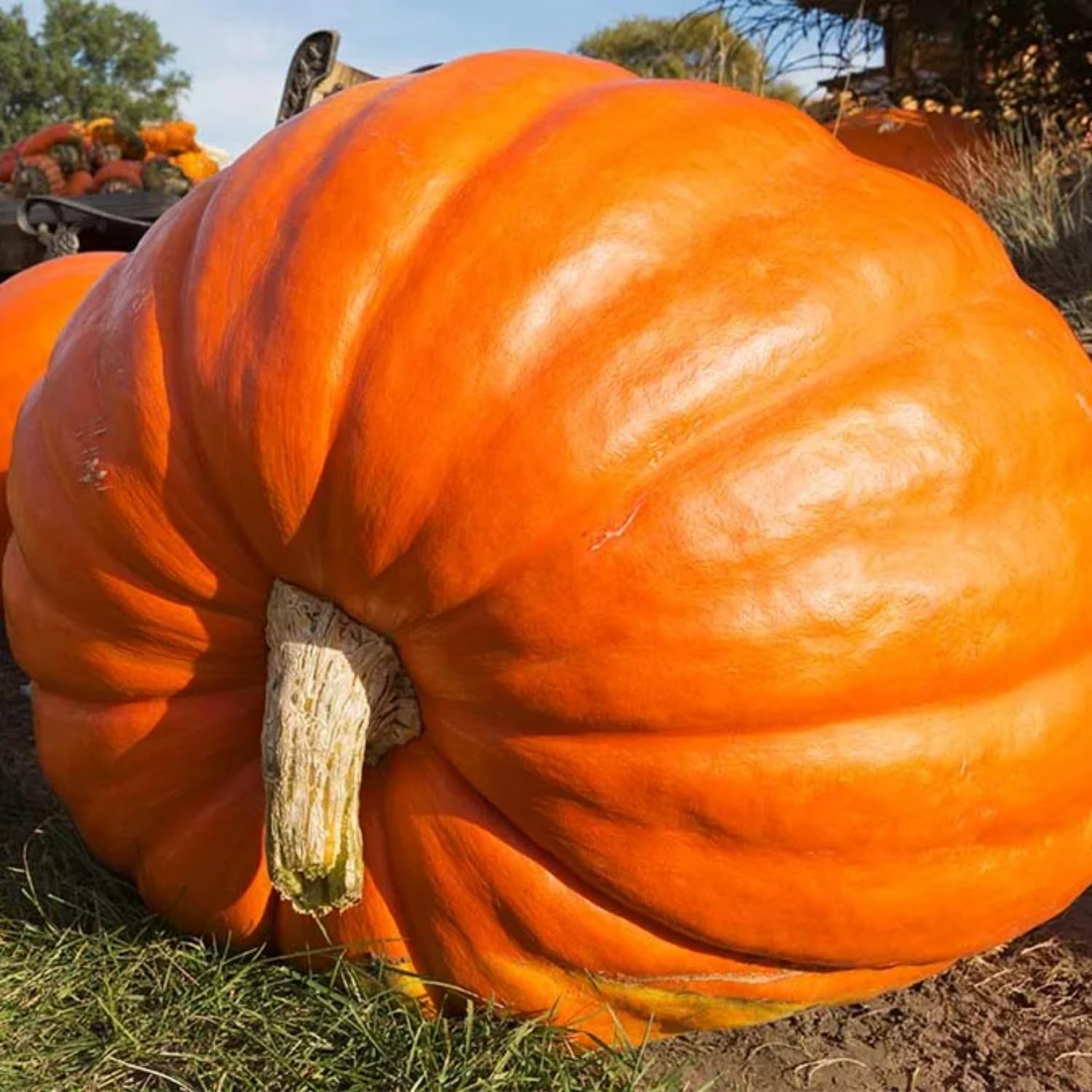 Amazon.com : 20+ Pumpkin Seeds for Planting - Heirloom, Non-GMO ...