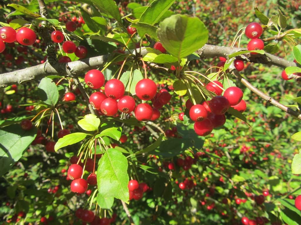 Amazon.com : Sargent's Crabapple Tree Live Plant 10 to 18 Inc Tall, Crabapple Tree Plant Hardy ...