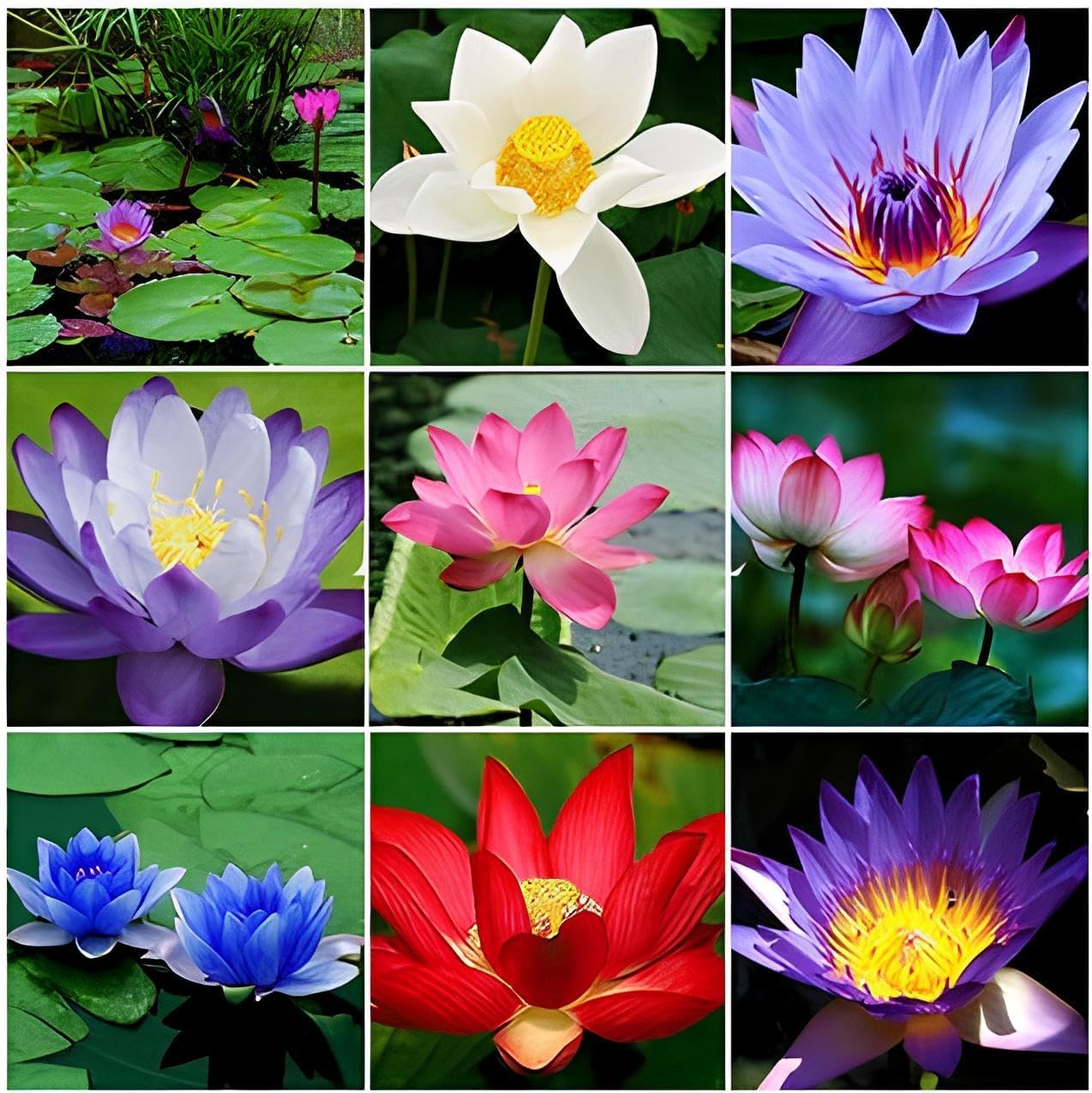 Japanese lotus seeds mixed colour Pack of 28 seeds : Amazon.in: Garden ...