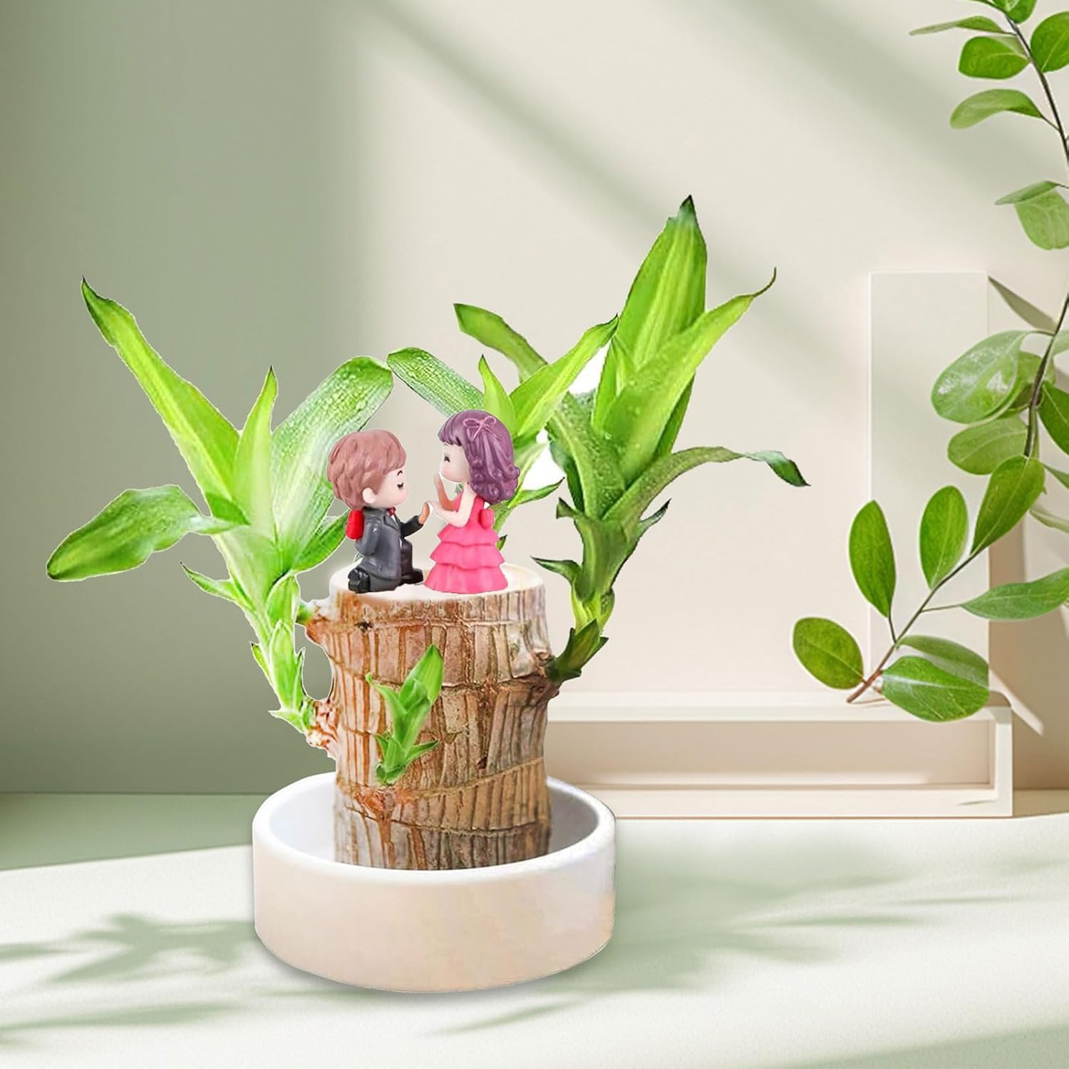 Amazon.com: Brazilian Wood Plant Set,𝑩𝒓𝒂𝒛𝒊𝒍𝒊𝒂𝒏 𝑳𝒖𝒄𝒌𝒚 𝑾𝒐𝒐𝒅 𝑷𝒍𝒂𝒏𝒕 with ...