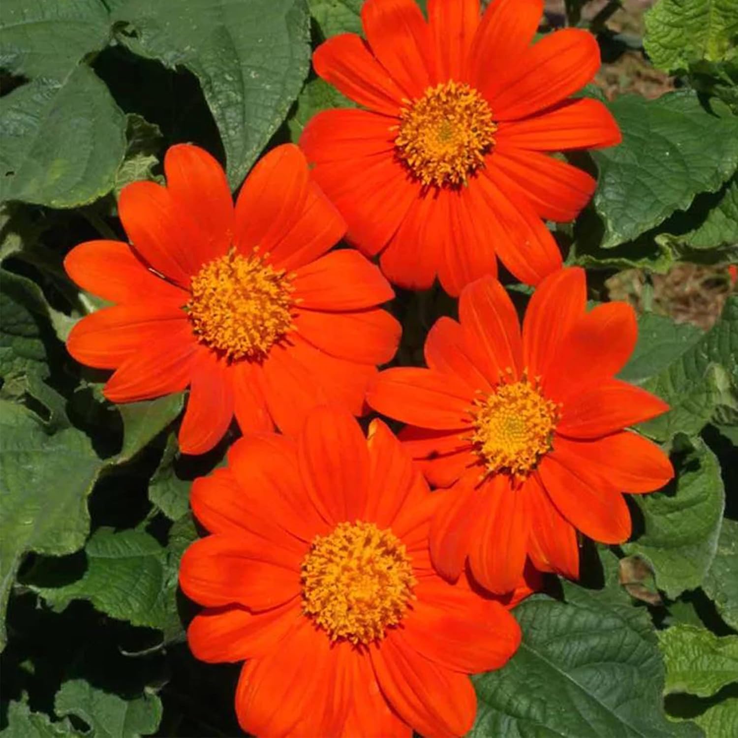 Amazon.com : QAUZUY GARDEN - 50 Red Mexican Sunflower Seeds Tithonia ...