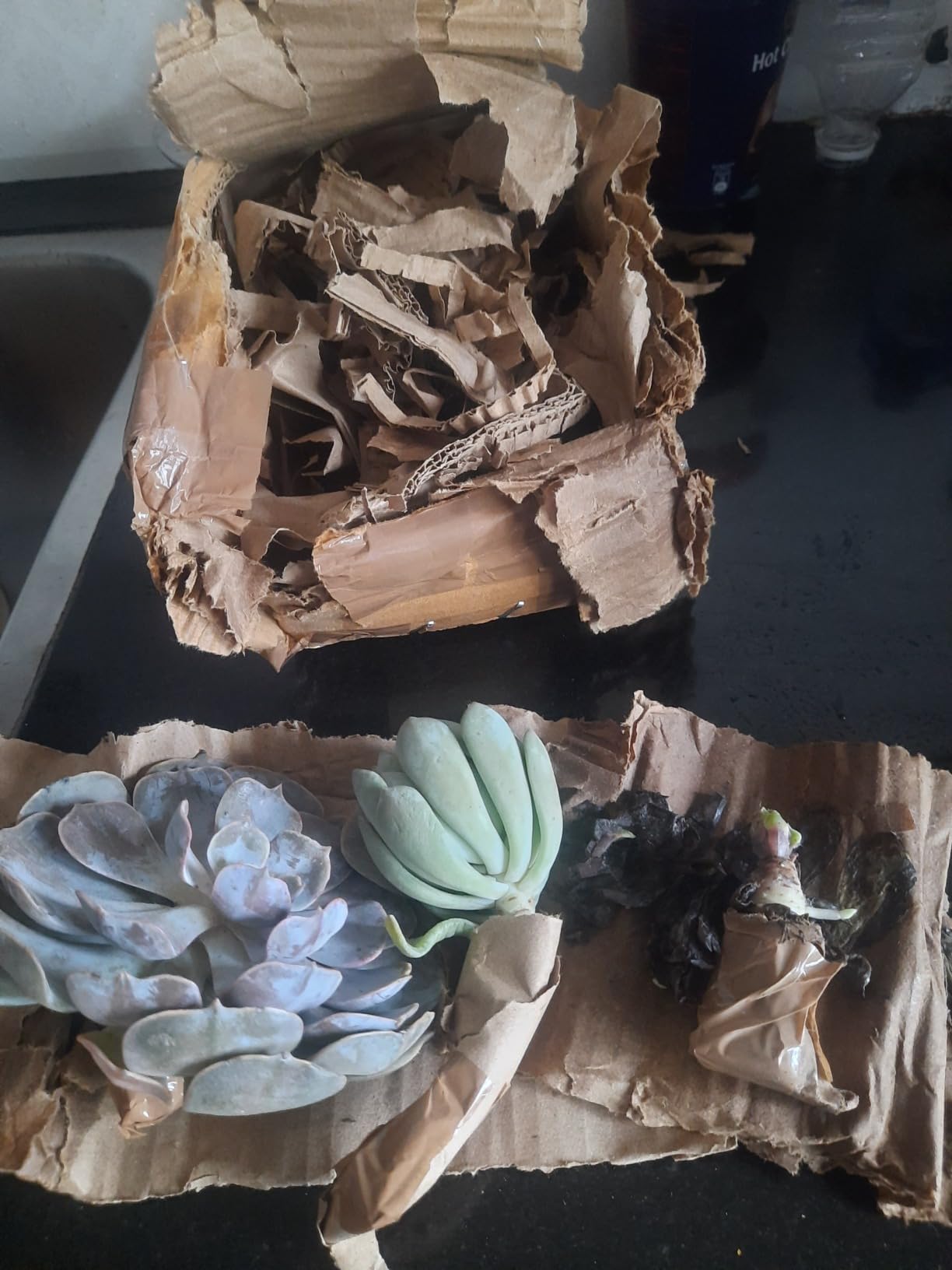 Farm Storey live succulent plant collection set of 3, live succulent ...