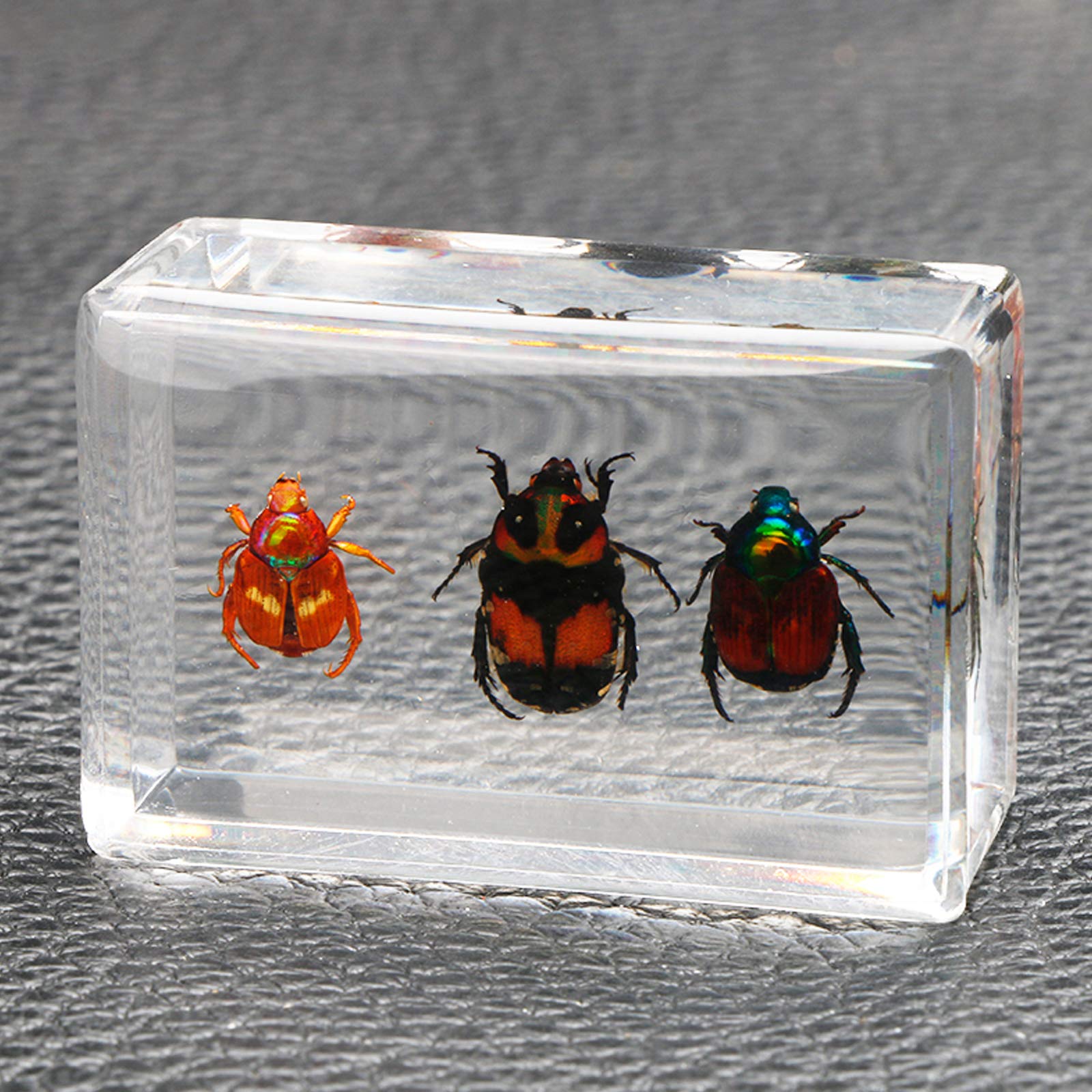 Buy Insect ab Specimen,Taxidermy Resin,science Kit,Resin Desk ...