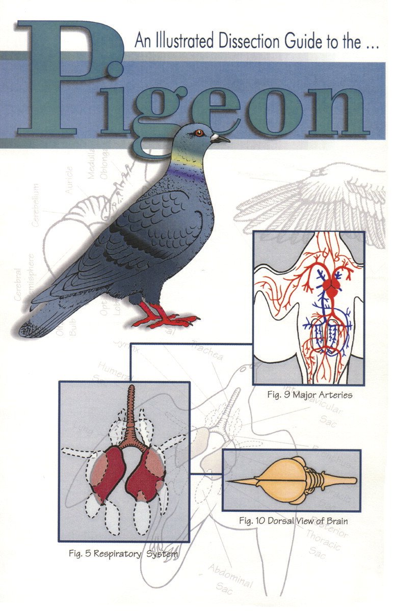 Amazon.com: Frey Scientific 597030 Mini-Guide to Pigeon Dissection ...