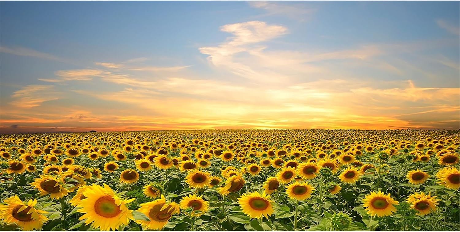 Amazon.com : Baocicco 20x10ft Vinyl Sunflowers Field Backdrops for ...