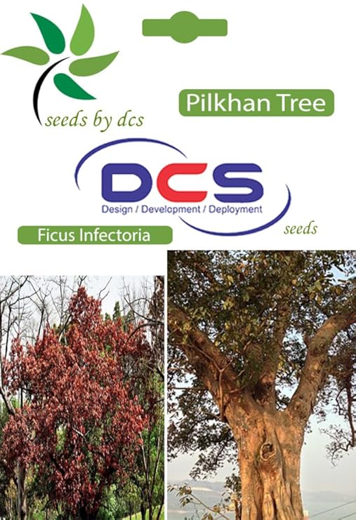 DCS Pilkhan Tree Seeds (White) : Amazon.in: Garden & Outdoors