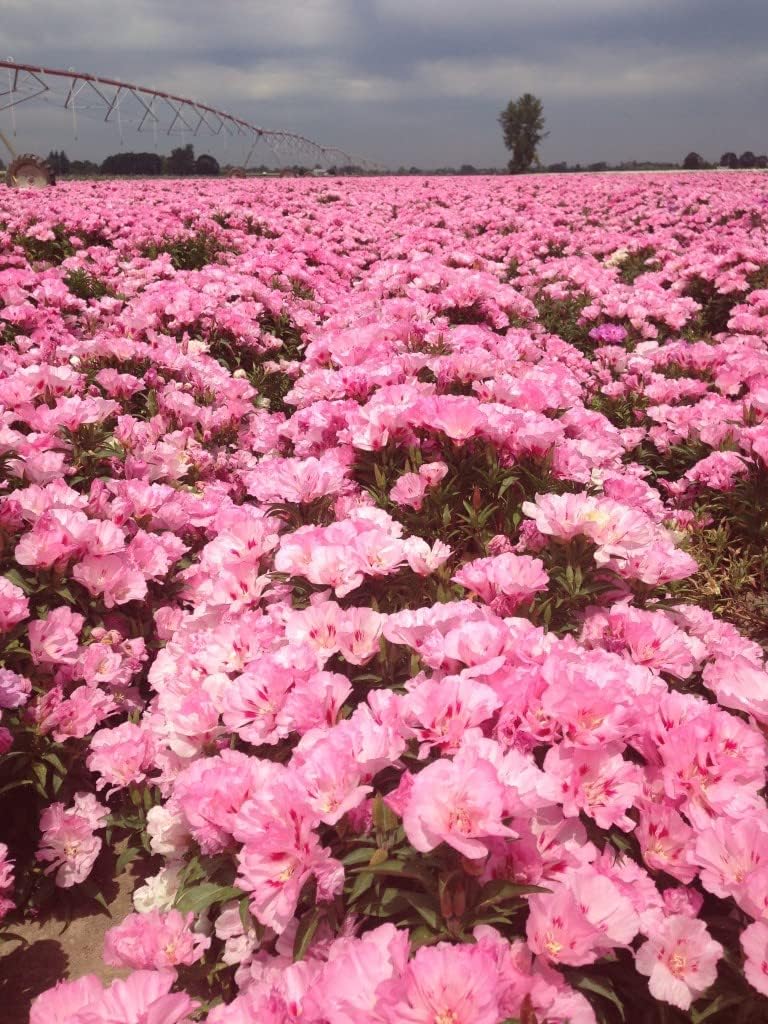 Amazon.com : 500 Godetia Pink Flower Seeds Native Wildflower Clarkia ...