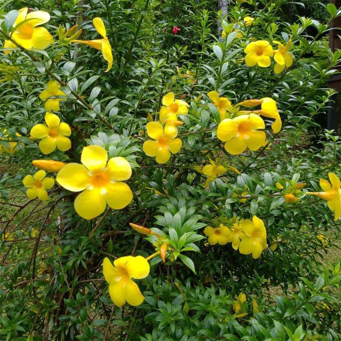 Bahan Traders Allamanda Flower Plant - Healthy Climbing Creeper Golden ...