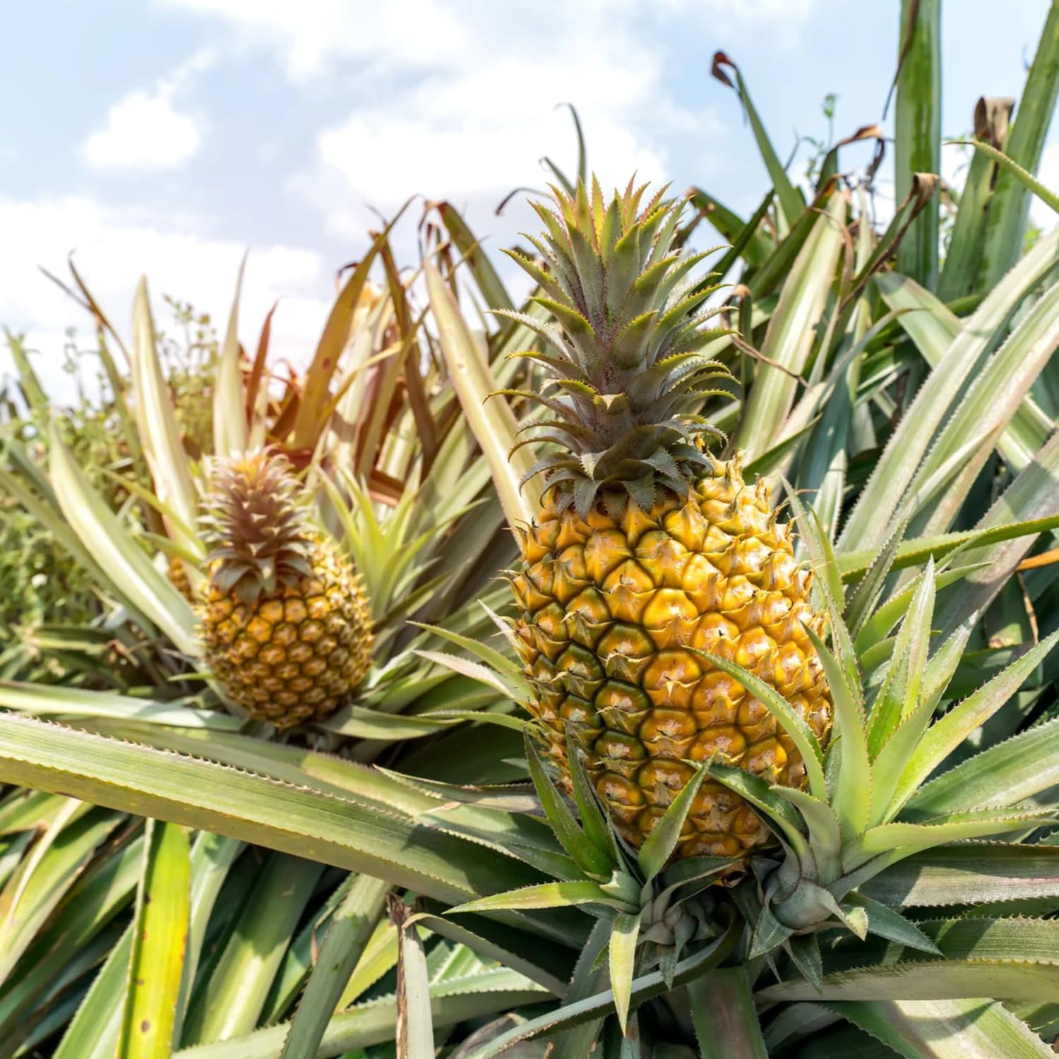 Pineapple Plant Farm