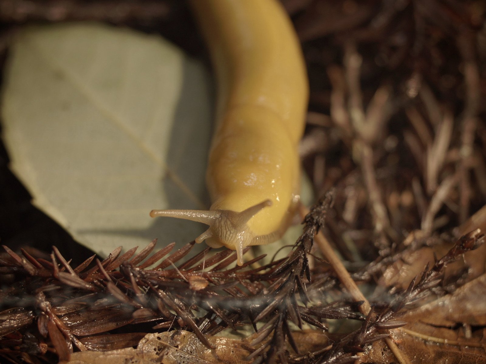 Watch Deep Look - Season 1 | Prime Video