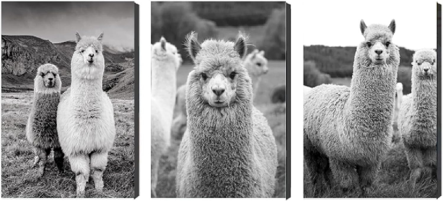 Amazon.com: UDP-Auto 3 Pieces Alpaca Poster Animal Canvas Wall Art ...