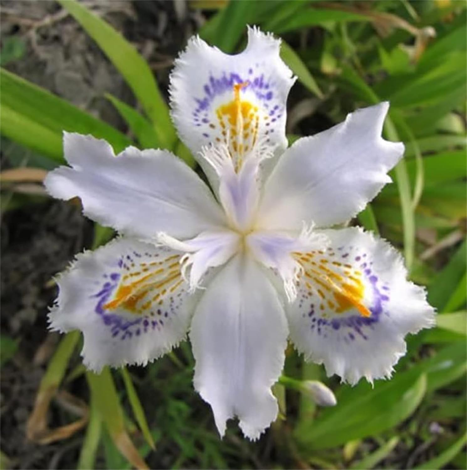zcbang Variedades raras de colores mixtos, 100 semillas de flores de ...