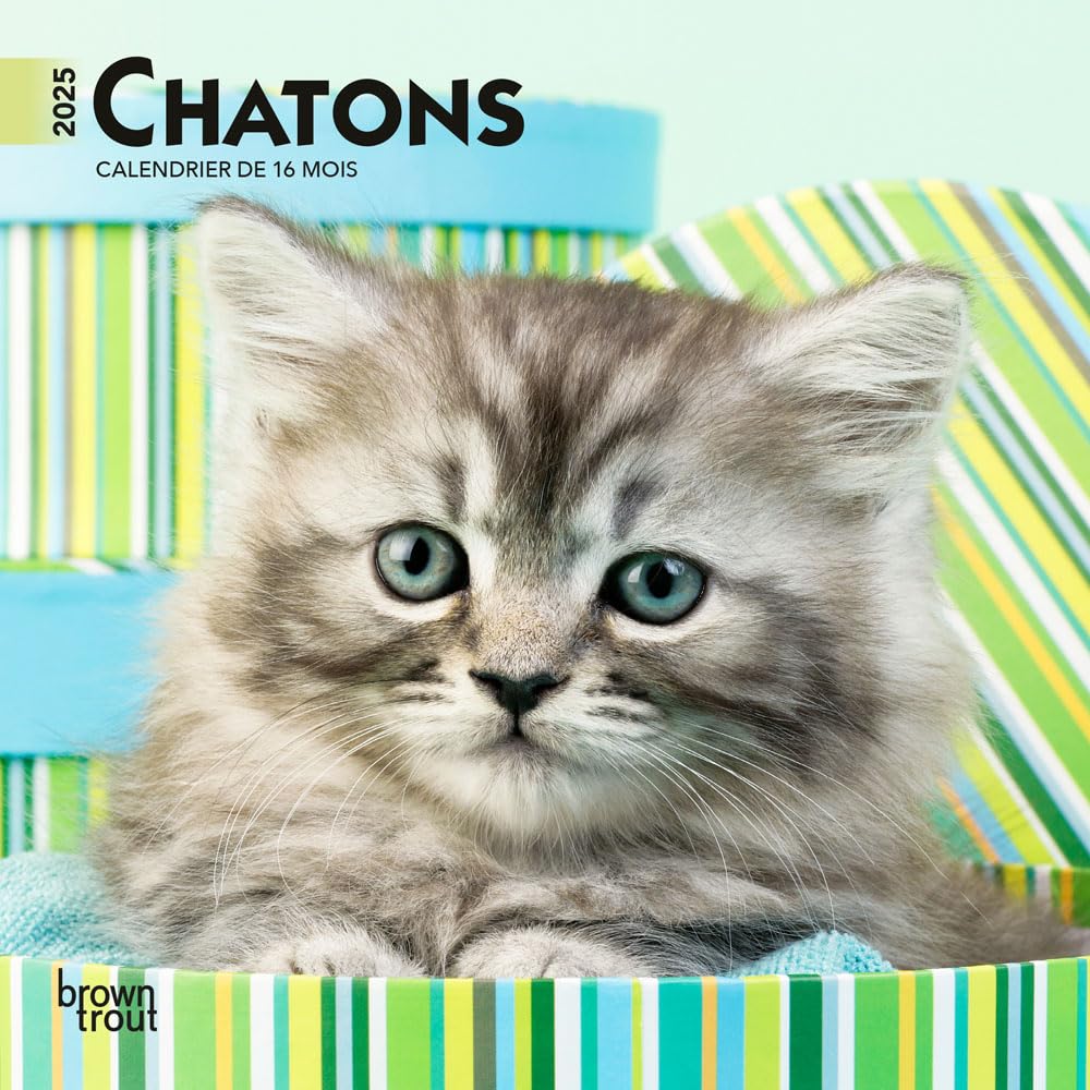 Chatons | 2025 7 x 14 Inch Monthly Mini Wall Calendar | French Language ...