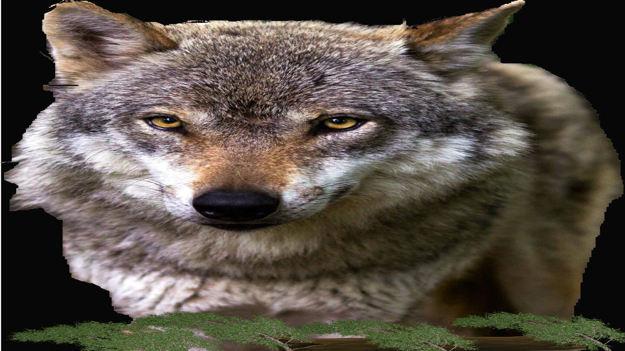 Wolf Howl:Amazon.com:Appstore for Android