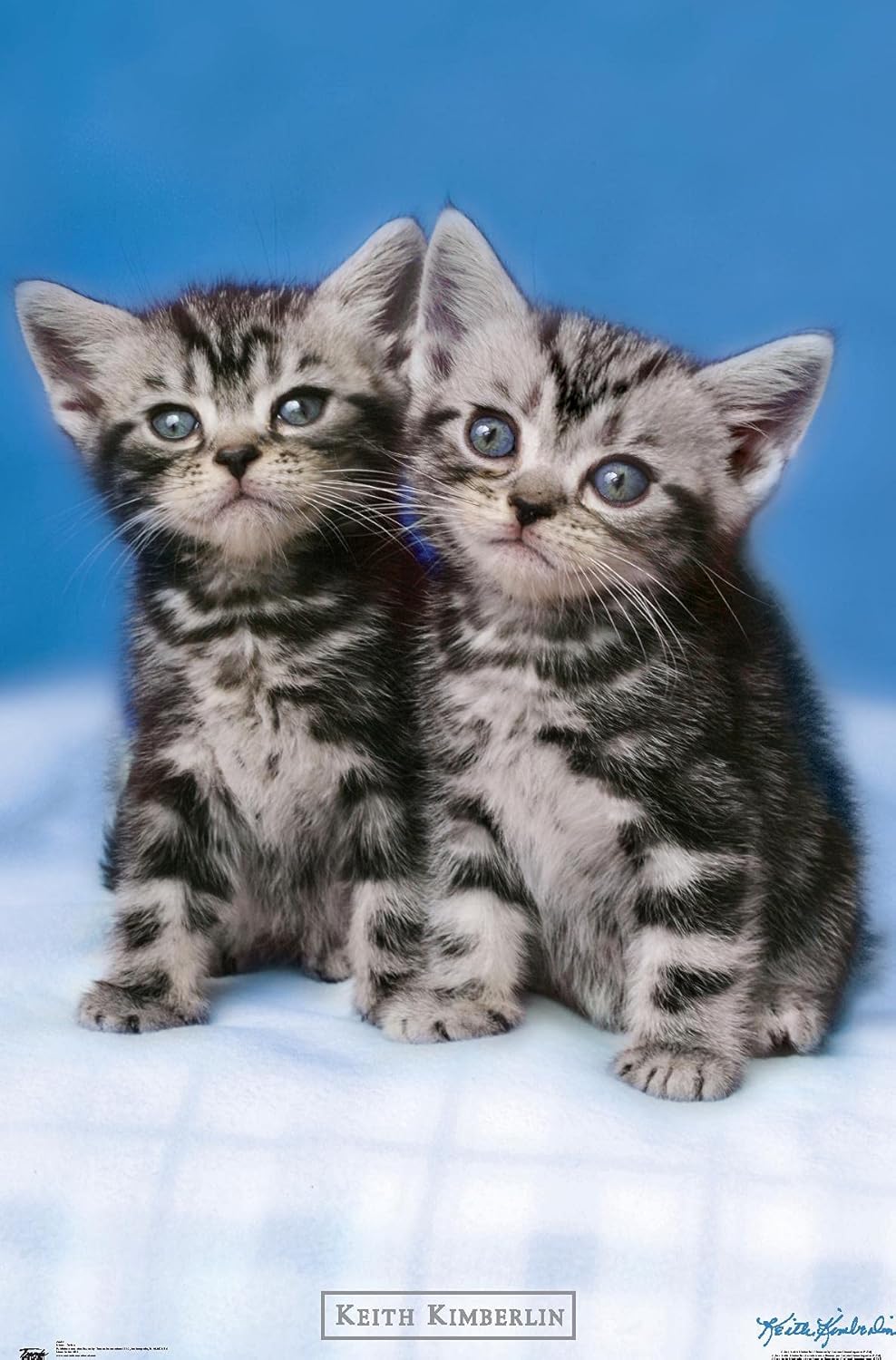 Amazon.com: Trends International Keith Kimberlin - Kittens - Twins Wall ...