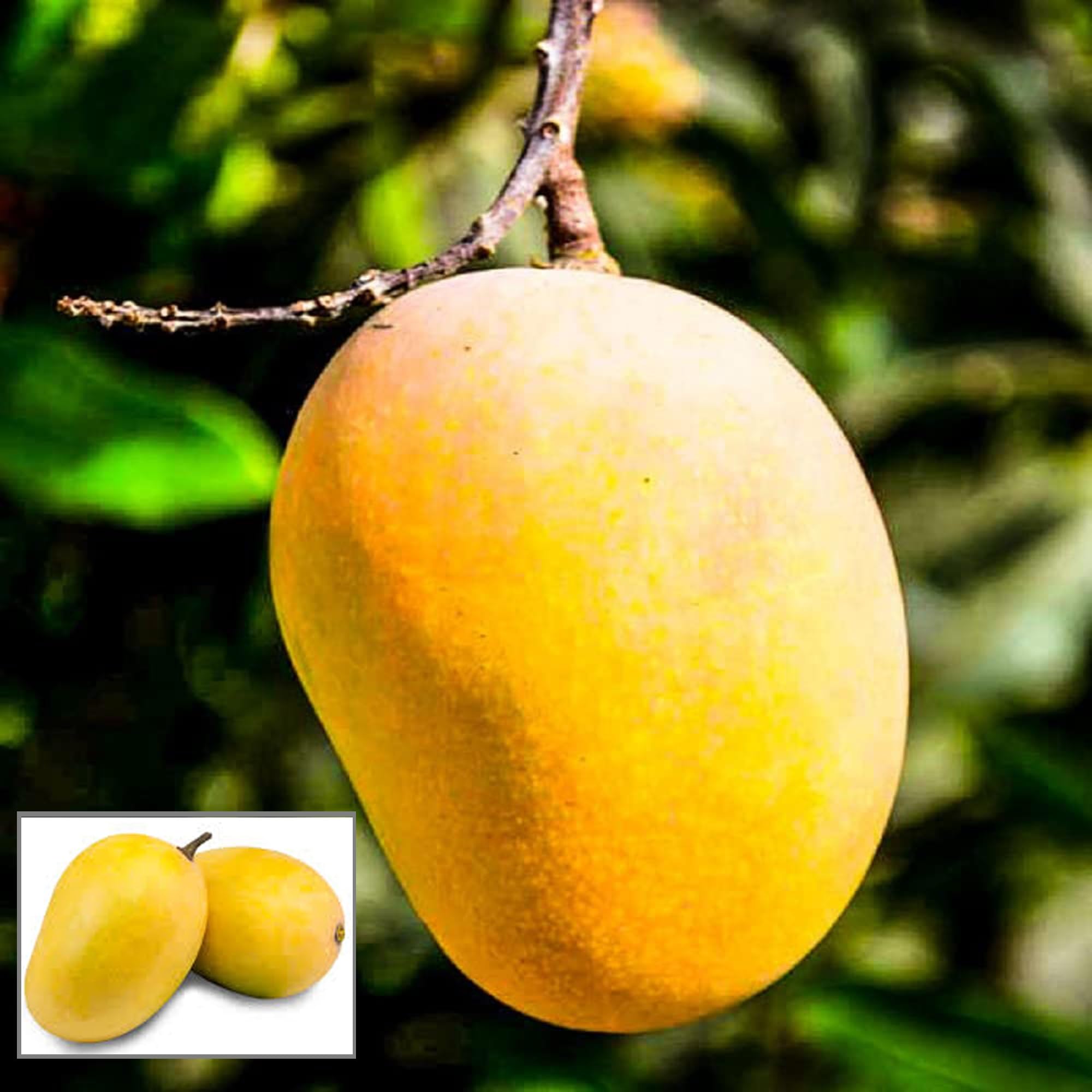 HAPING Anwar Ratol Rataul Mango Aam Grafted Fruit Live Plant (1.5-3 ...