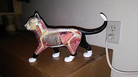 Amazon.com: 4D Master Vision Cat Skeleton & Anatomy Model Kit : Toys ...
