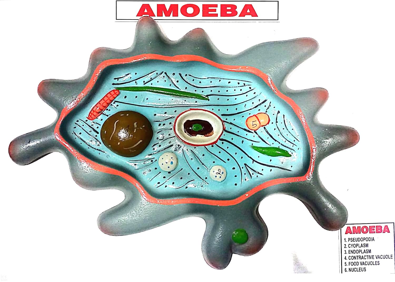 Amoeba Cell Amoeba Body, Parasites, Used, Water, Process, Form,