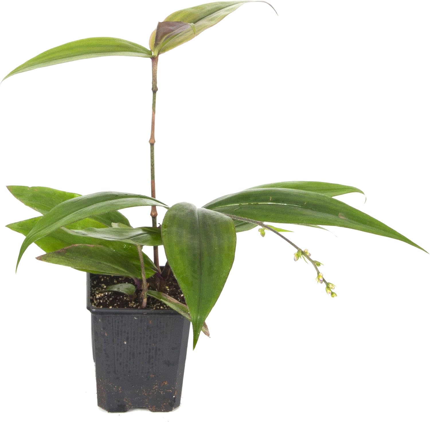 Amazon.com : Weeping Blue Ginger (Dichorisandra pendula) : Patio, Lawn ...