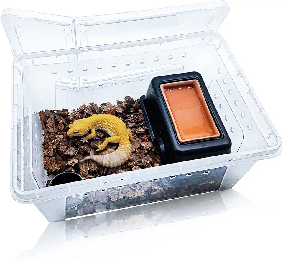 The Ultimate Guide To Trapping Geckos: Tips And Techniques For ...