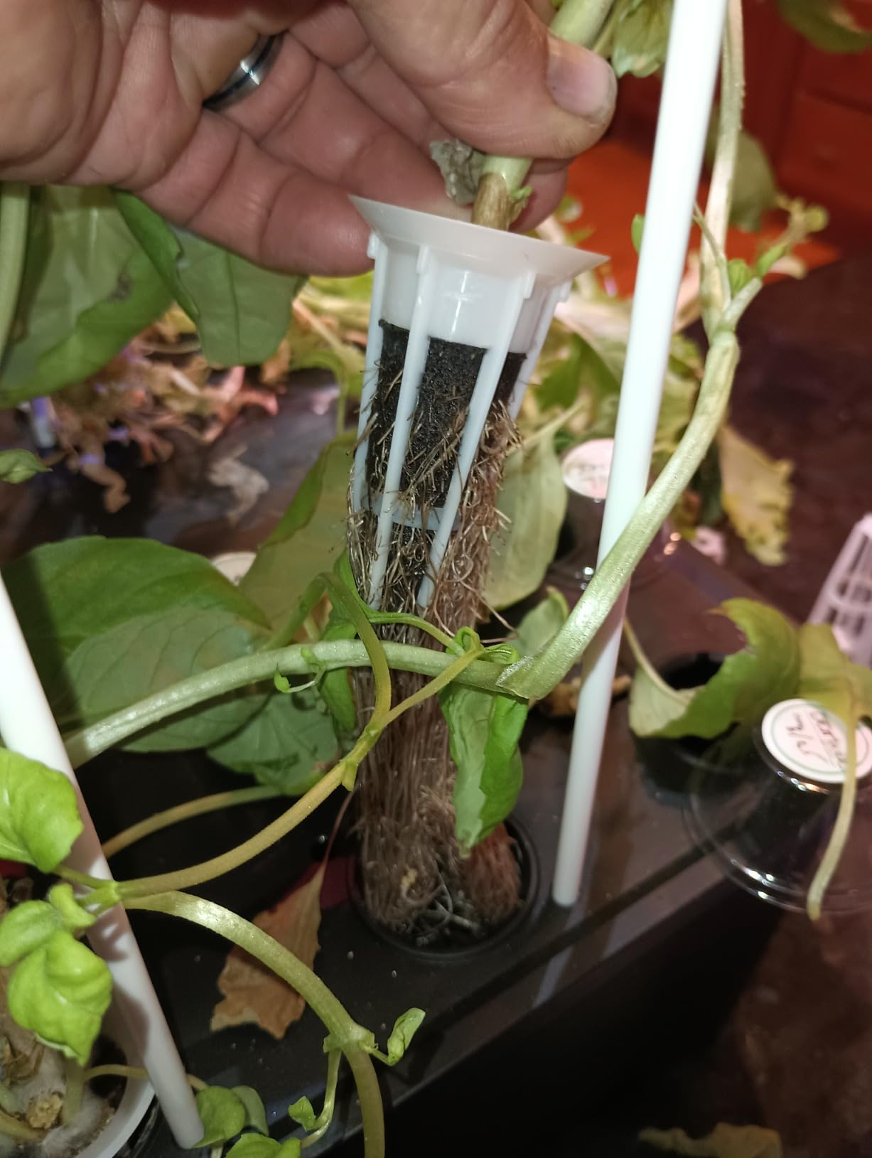 $11/mo - Finance Herb Garden Hydroponics Growing System - MUFGA 12 Pods ...