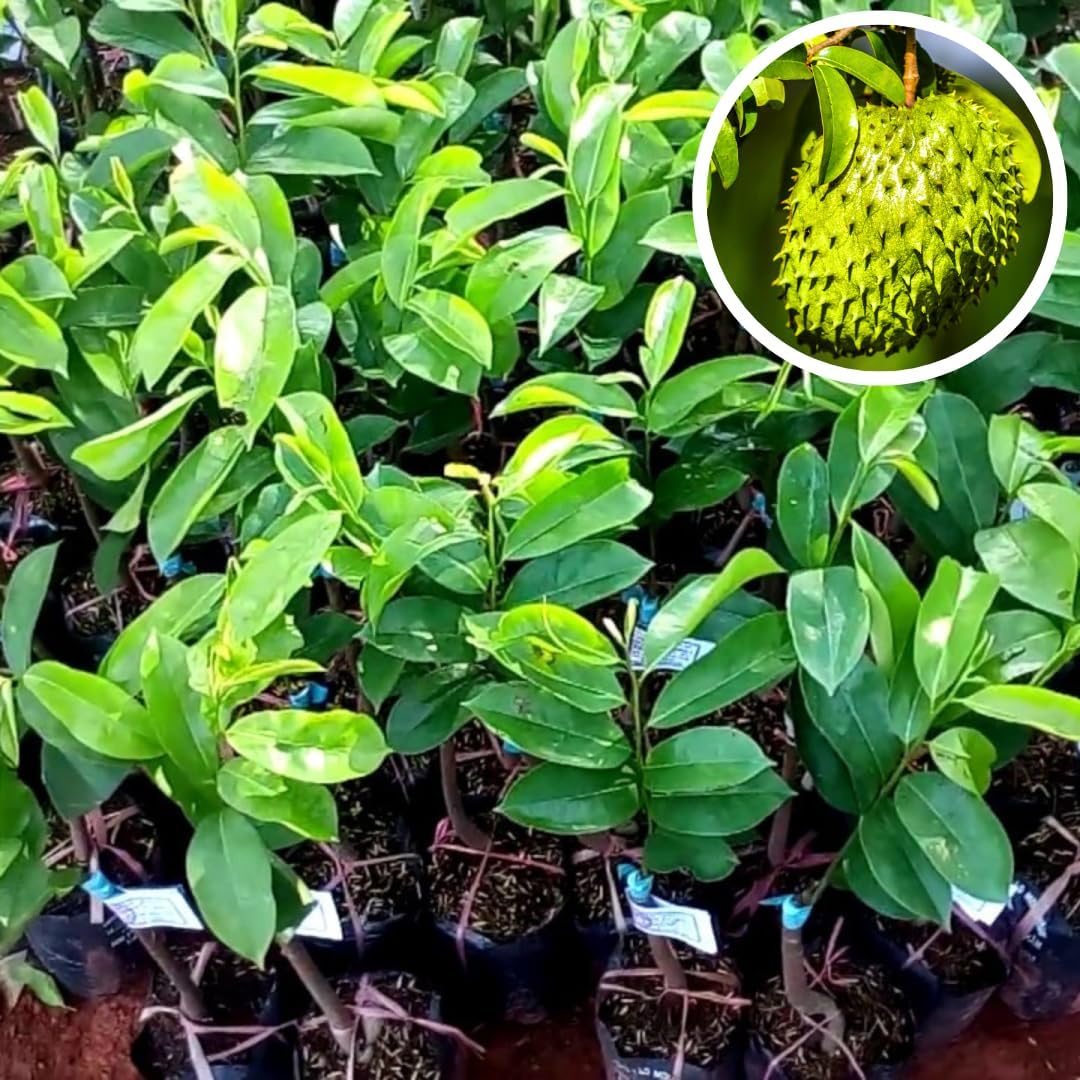Amazon.com : Soursop Plant Live for Planting, Annona Muricata Sweet Soursop Tree Live Plant 5-8 ...