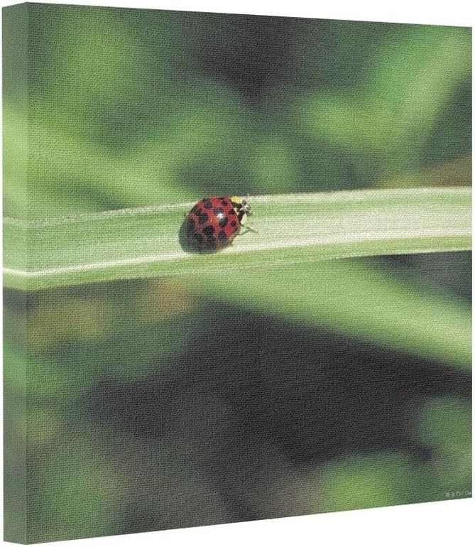 Amazon Goshens Canvas Printers For Sale Foliage Picture Printed On amazon-goshens-canvas-printers-for-sale-foliage-picture-printed-on