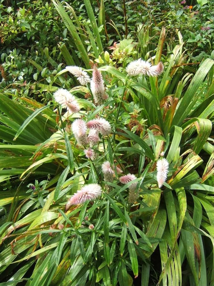 100 Flamingo Feather/Wheat CELOSIA Celosia Spicata Philippines | Ubuy